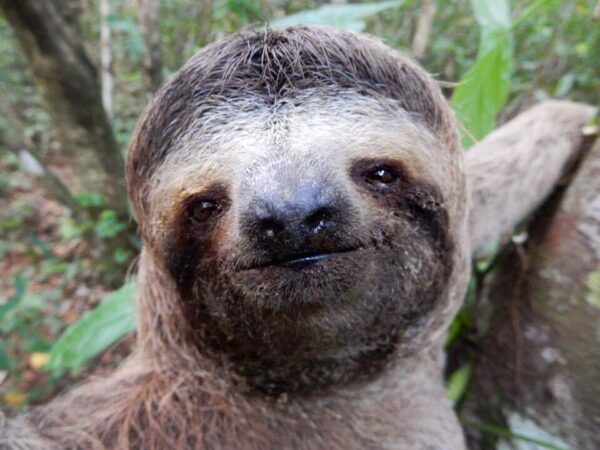 Three-toed Sloth - Alturas Wildlife Sanctuary