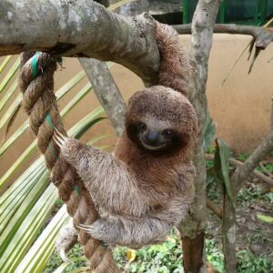 Three-toed Sloth - Alturas Wildlife Sanctuary