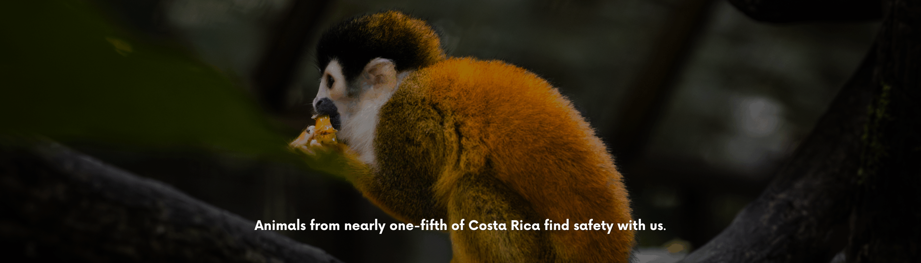 Our Impact - Alturas Wildlife Sanctuary